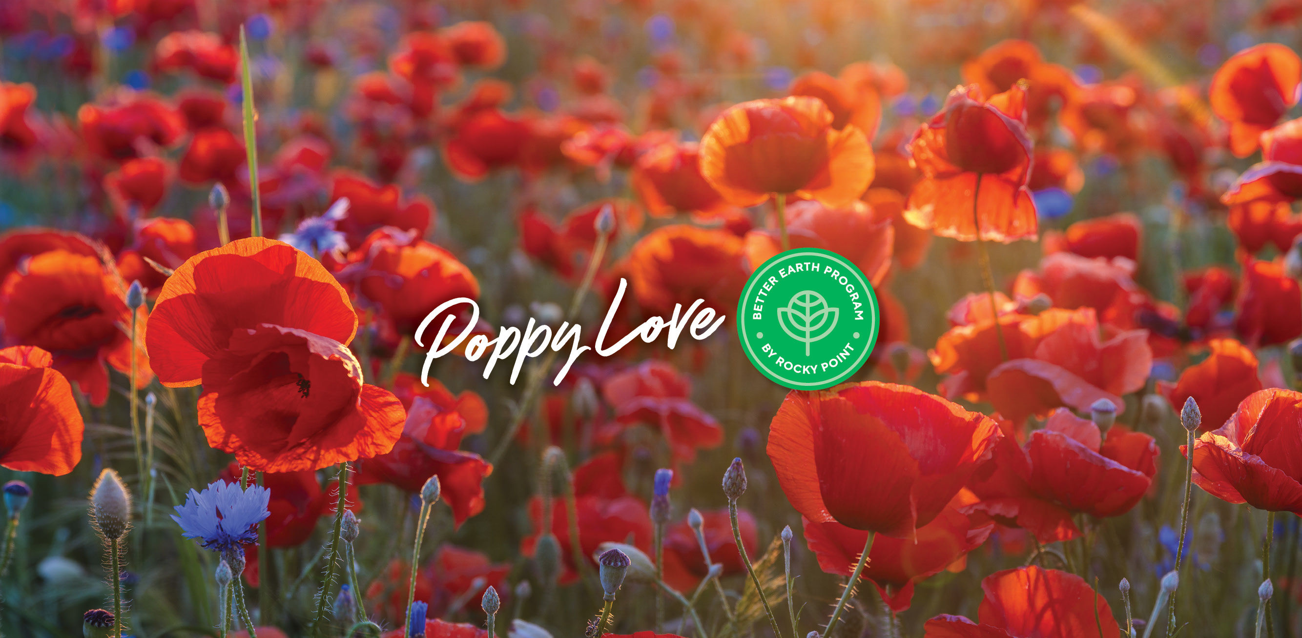 Poppy Love - How to grow Poppies